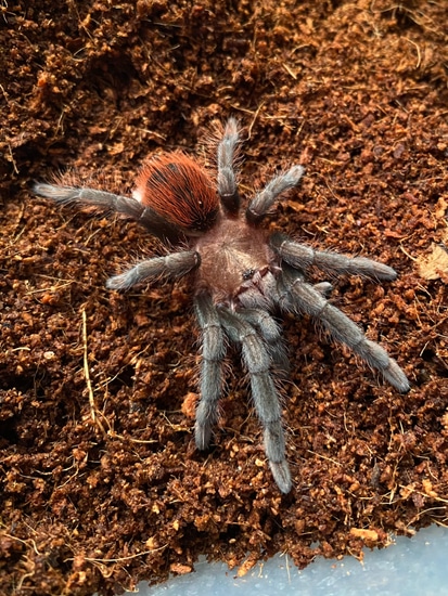Female Yukatan Rust Rump Tarantula - Tliltocatl Epicureanus by Kali’s ...