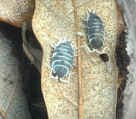 Porcellionides Pruinosus “Oreo Crumble Isopod by Mystic Beauties