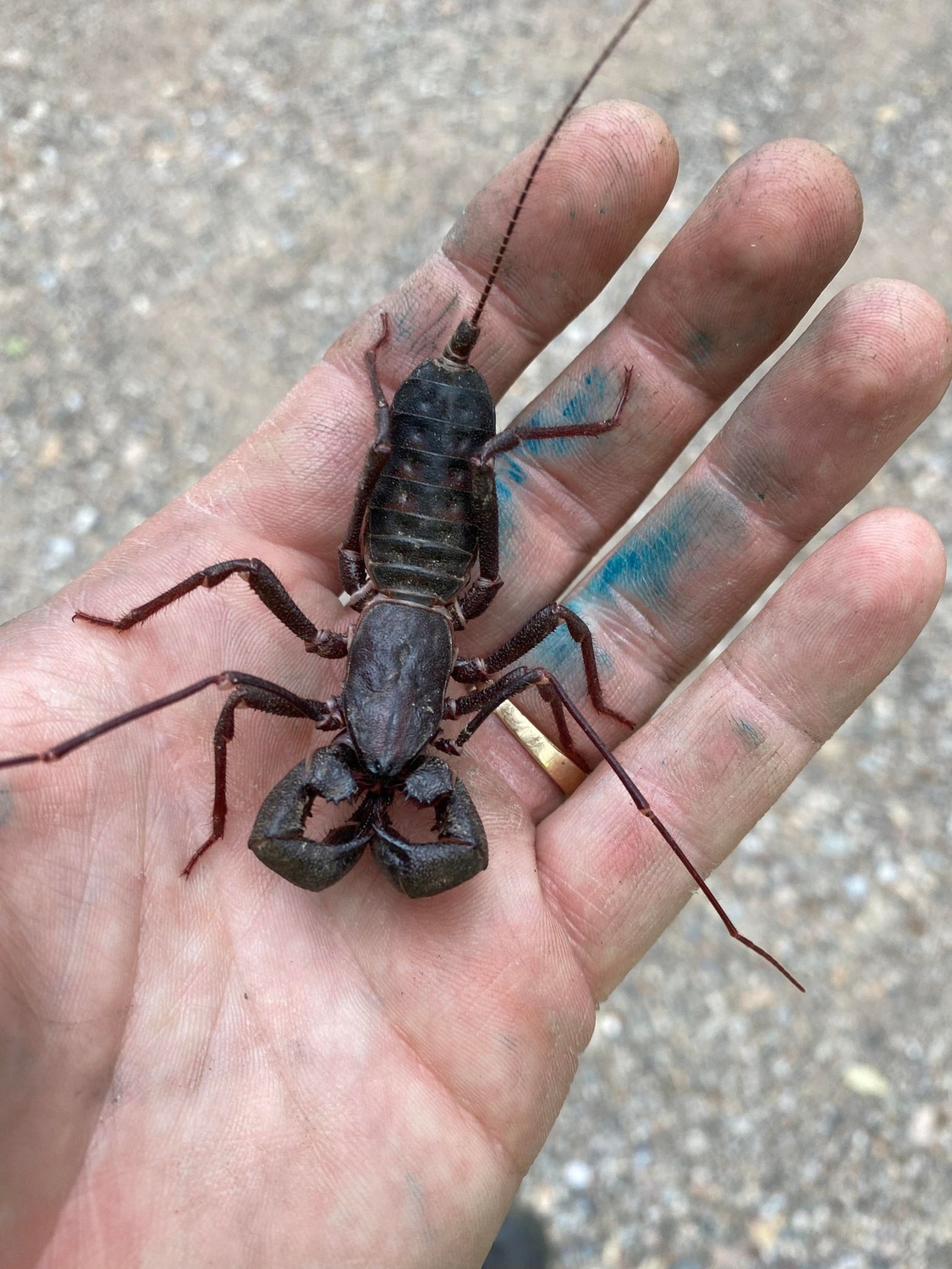 Juvenile Vinegaroons - Group Of 5 More Invertebrate by TopNotchIsopods ...