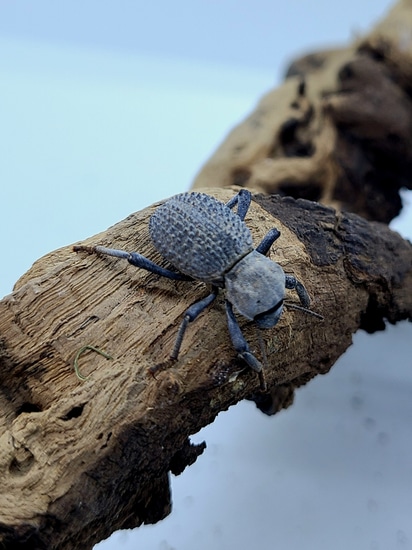 Blue Death Feigning Beetle by TopNotchIsopods