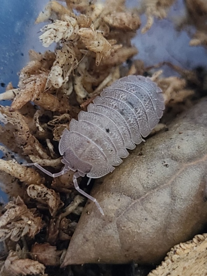 A. Scaberrimum Sp “Sandstone 10 Count Isopod by TopNotchIsopods