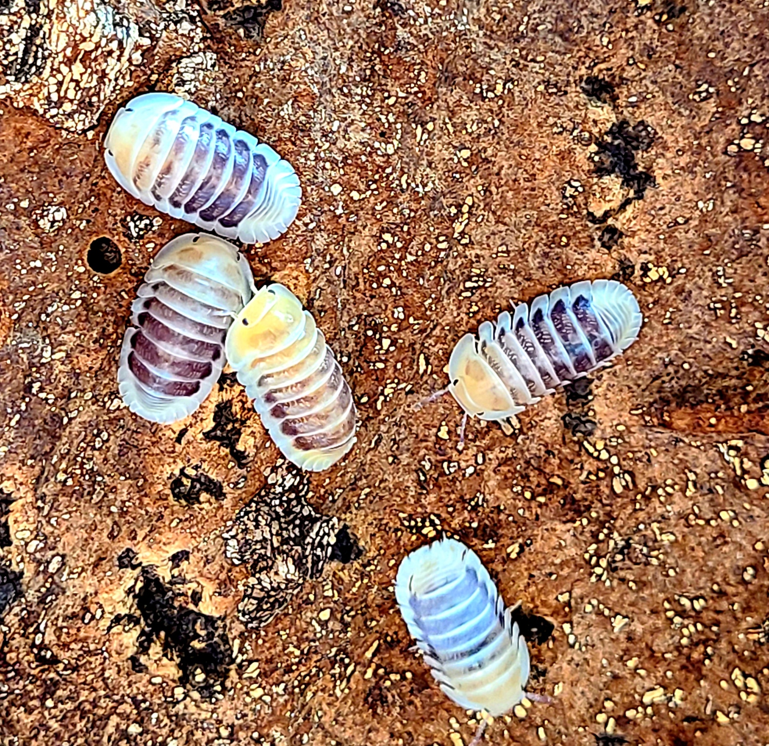 10 Ct Cubaris Jupiter Isopod by TopNotchIsopods - MorphMarket