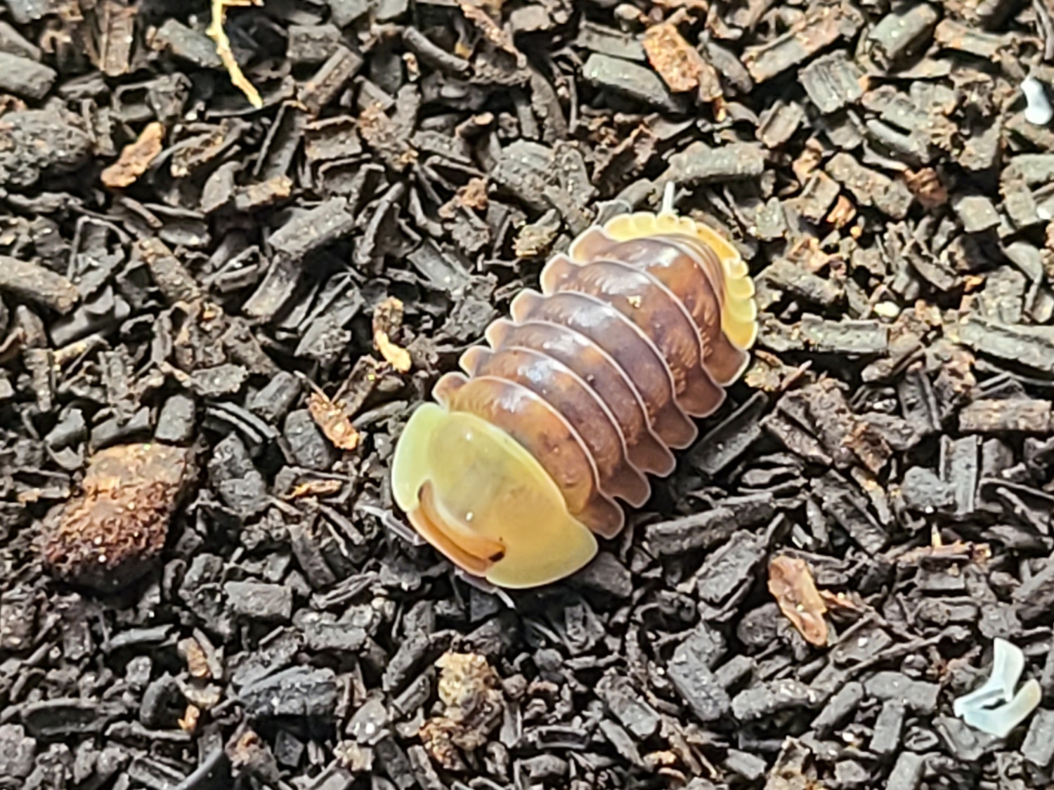 10 Count Rubber Ducky Cubaris Isopod by TopNotchIsopods - MorphMarket