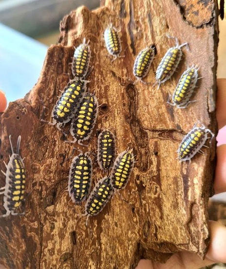 10 Ct P. Haasi High Yellow Isopods by TopNotchIsopods