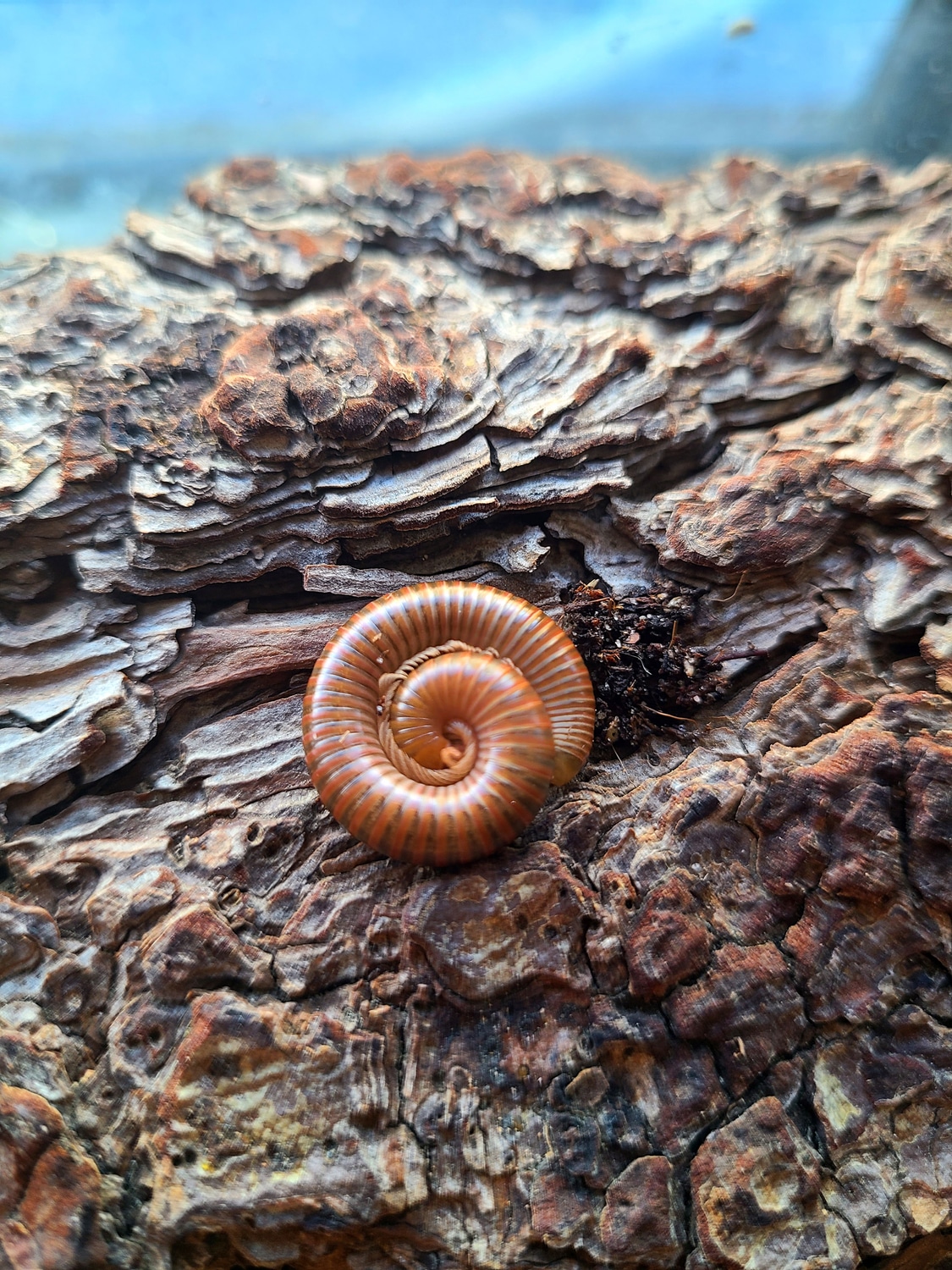 Spirostreptus Sp 1 Juvenile Millipede by TopNotchIsopods - MorphMarket