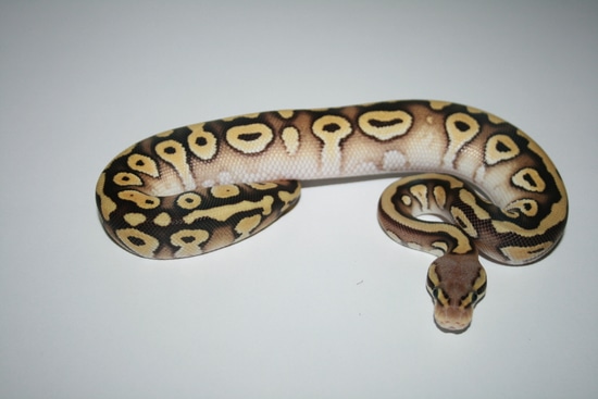 Fire Mojave Pastel Dh. Clown Hypo Ball Python by Reptile Reimann ...