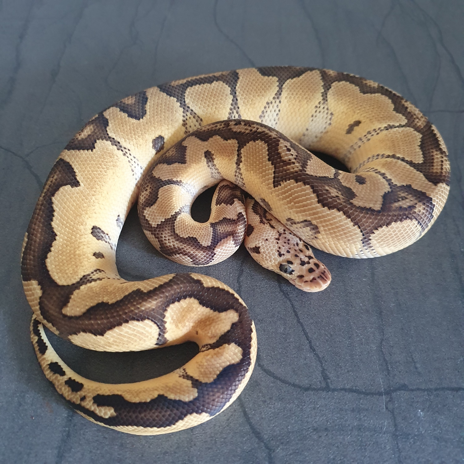 Clown Pastel Ball Python by Reptile Reimann - MorphMarket