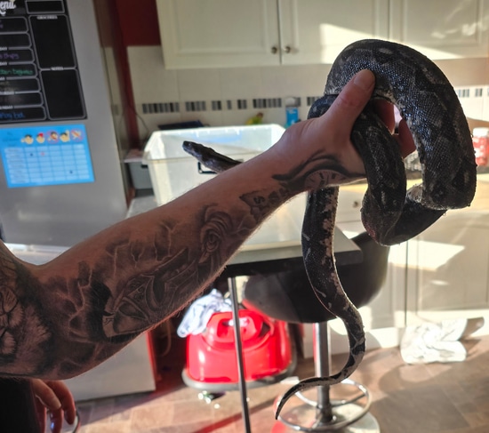 Crawl Cay Dwarf Boa Boa Constrictor by Reptile revolution