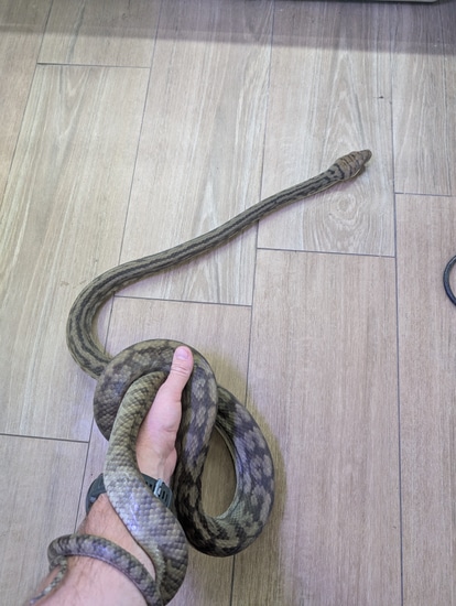 CB Striped Southern Scrub Python by AM Exotics