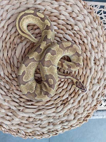 Super Enchi Fire Het Pied Ball Python by Reptile89snake
