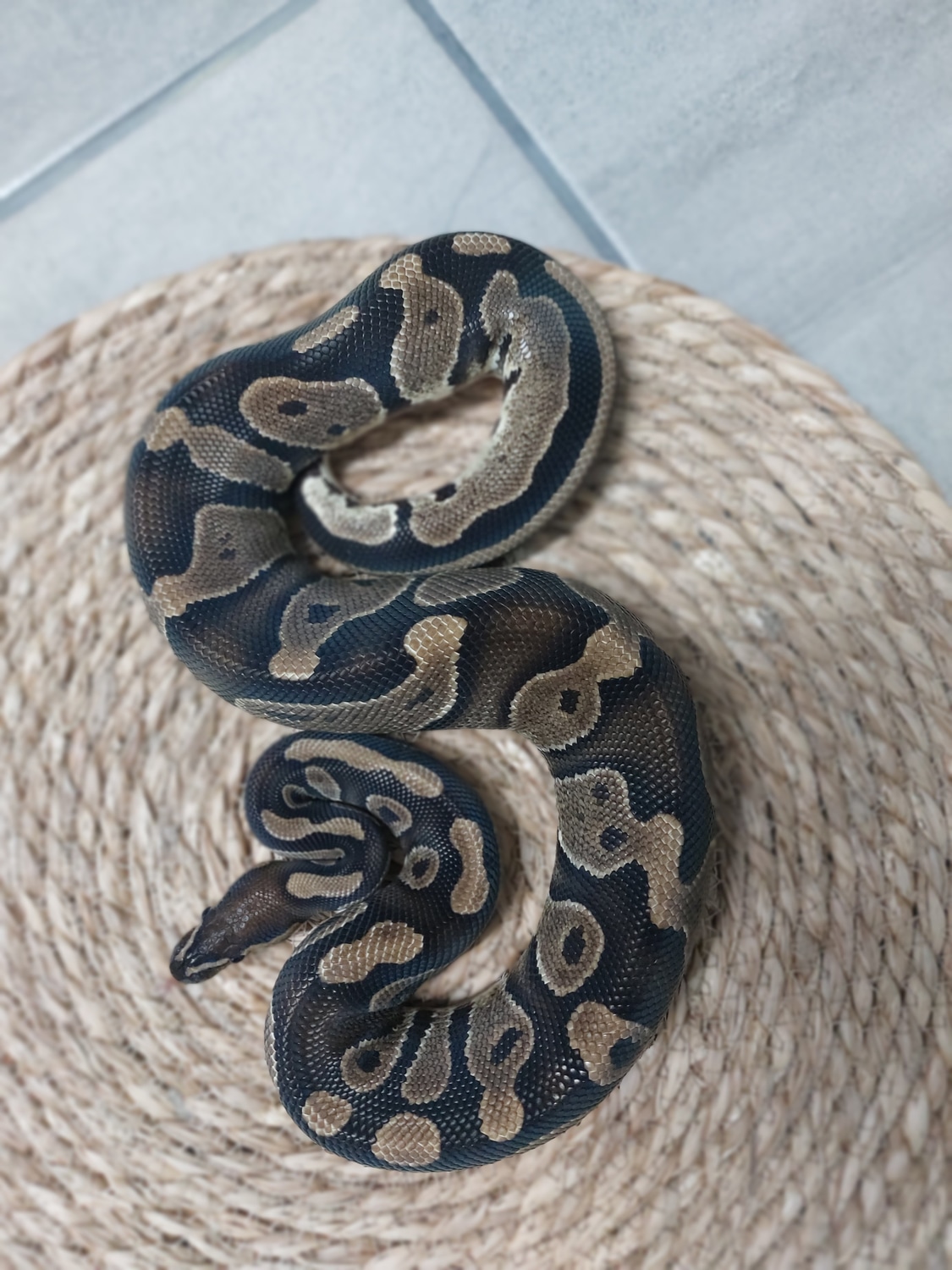 Mahogany Het Pied Ball Python by Reptile89snake.de.tl - MorphMarket