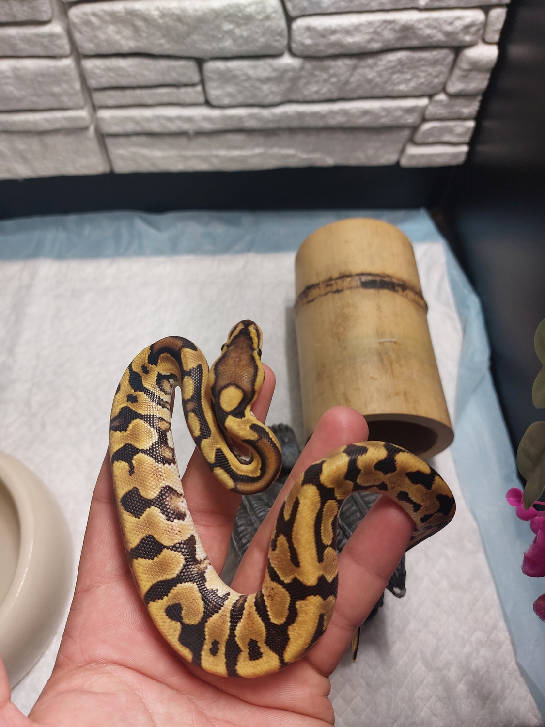 Vanilla Puzzle Ball Python by Reptile89snake.de.tl - MorphMarket