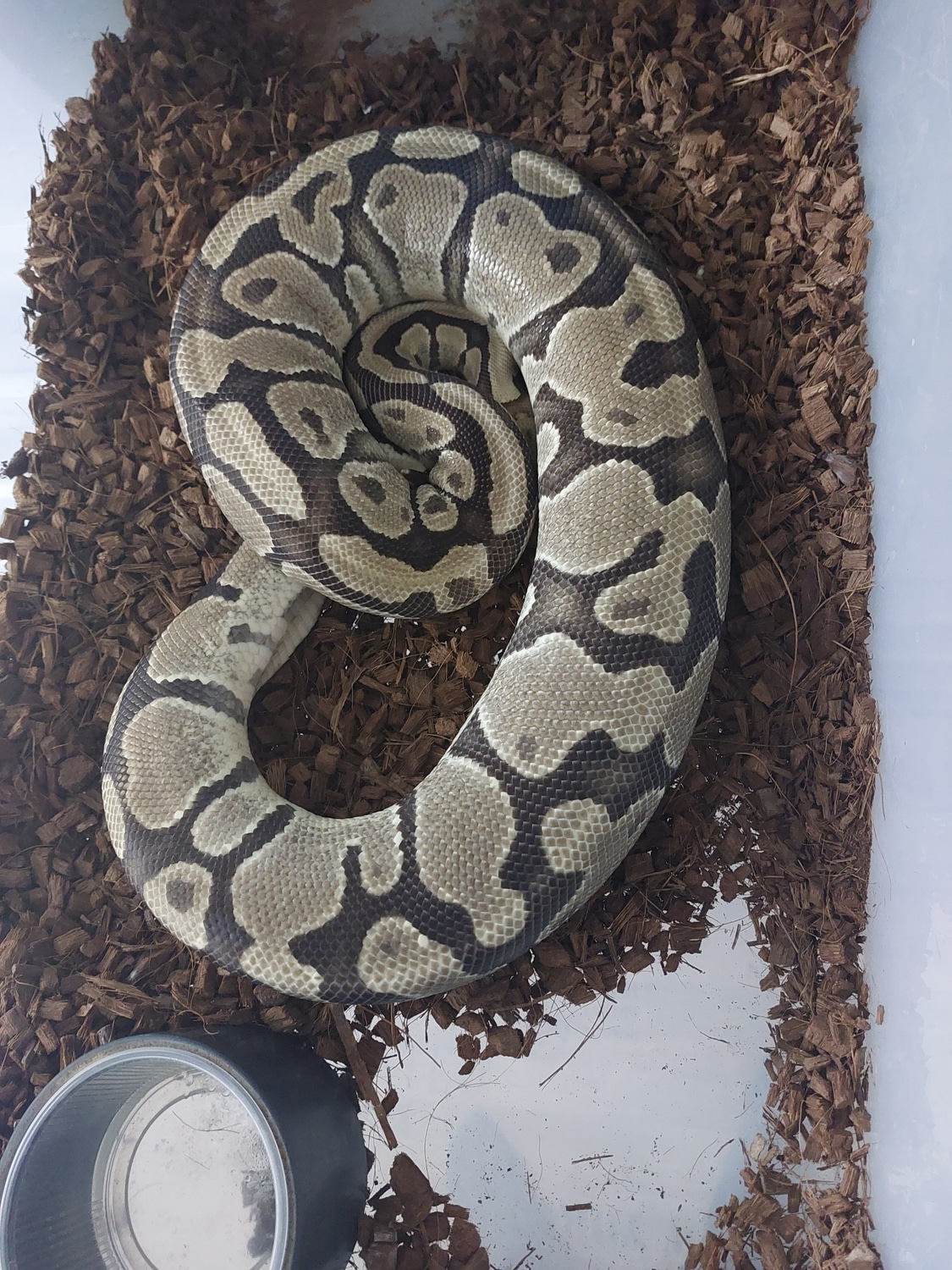 Vanilla Het Puzzle Ball Python by Reptile89snake.de.tl - MorphMarket