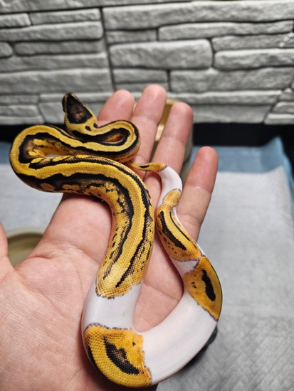 Pastel Orange Dream Piebald Het Clown Ball Python by Reptile89snake