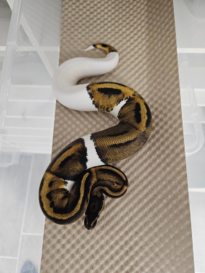 Mahogany Piebald Het Desertghost Ball Python by Reptile89snake