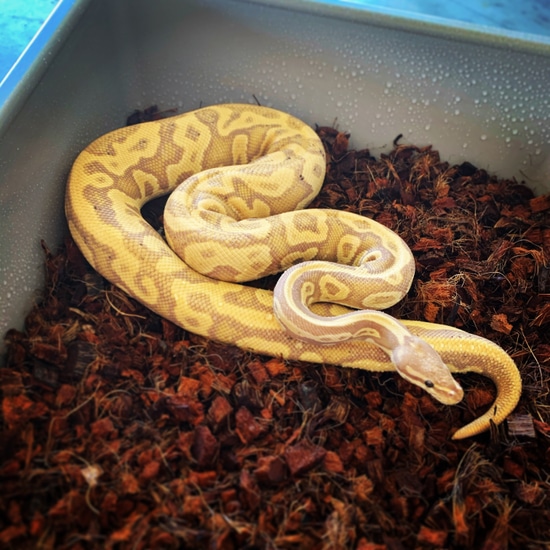 Banana Leopard Yellowbelly Ball Python by Reptile Addictz