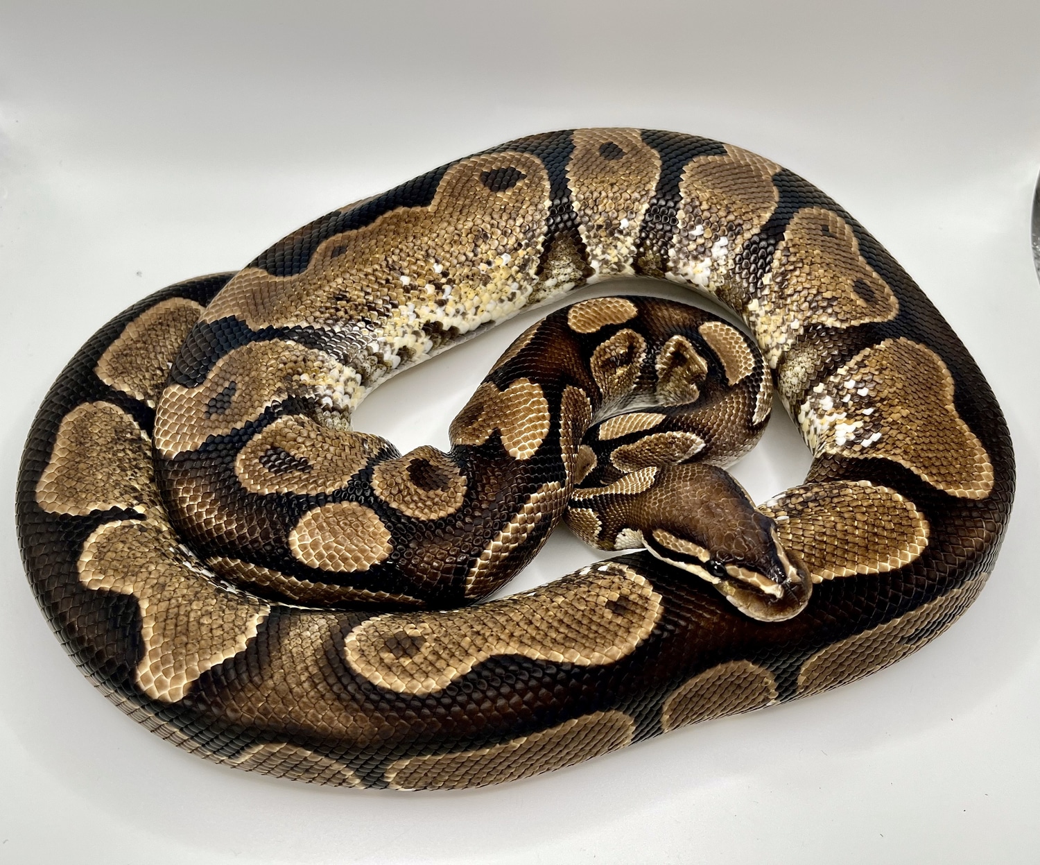 Calico Ball Python by Reptile Familiars - MorphMarket