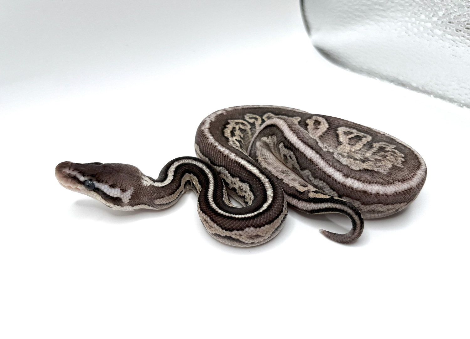 Pewter Male [Name: Dumbeldore] Ball Python by Reptile Familiars ...