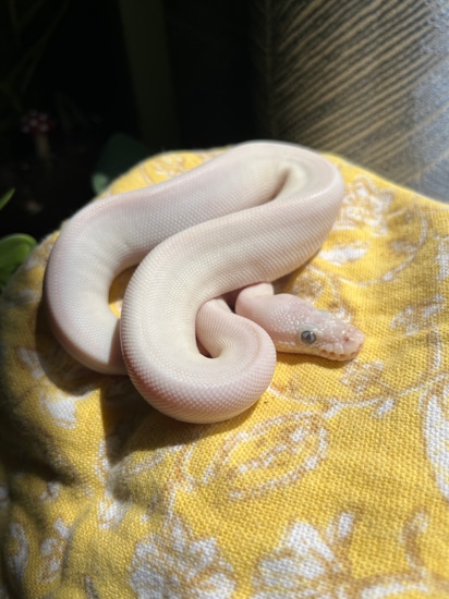 Blue-Eyed Lucy (Moj/Moj) Pastel Ball Python by Reptile Familiars