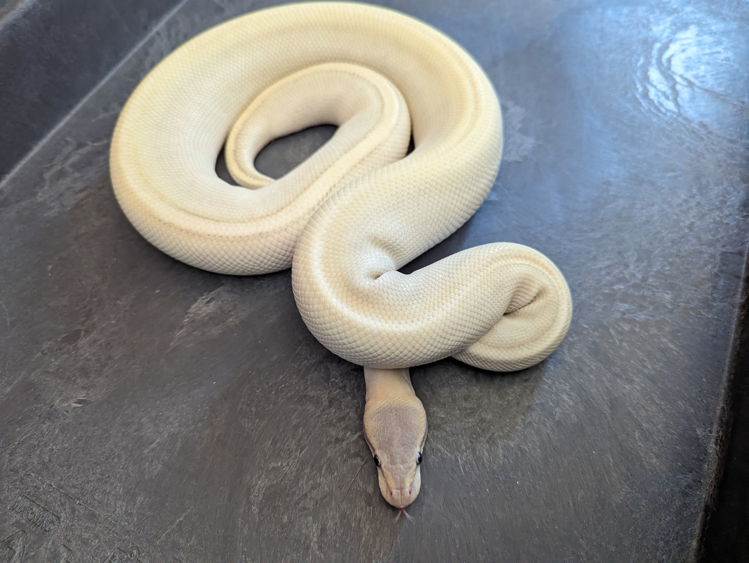 Phantom Mojave Orange Ghost Pinstripe (Name: Merlin) Ball Python by ...