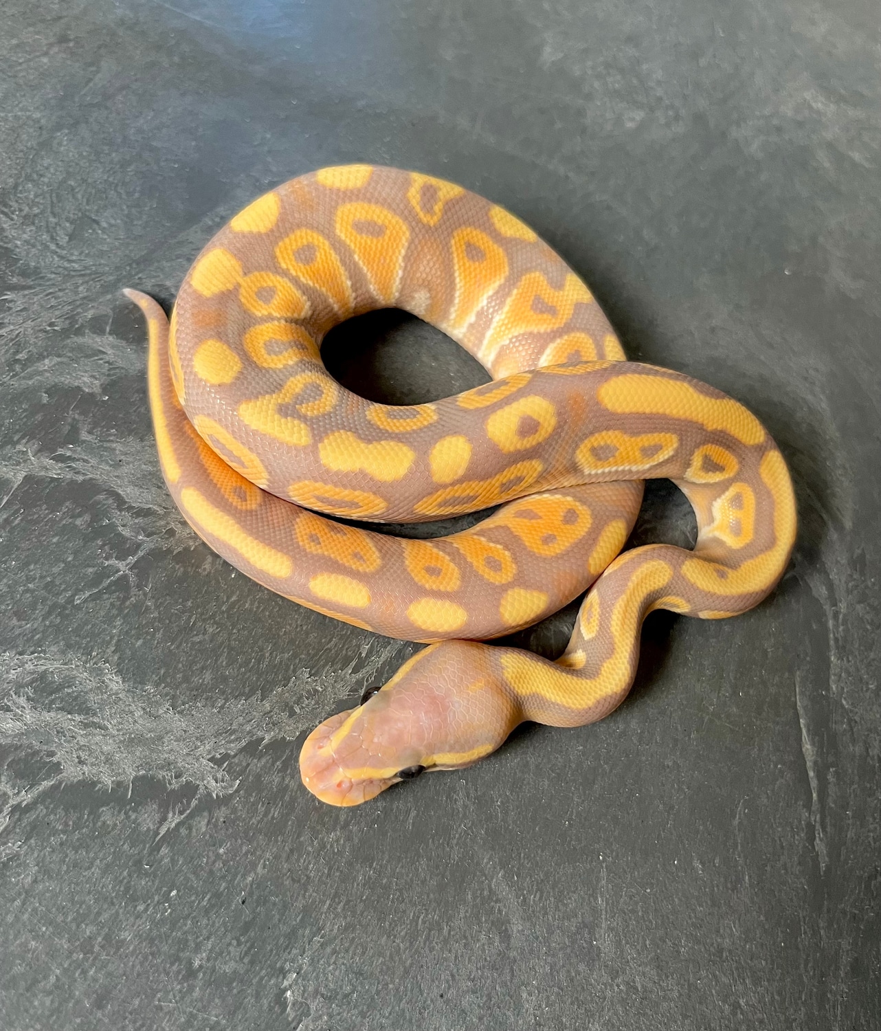 Coral Glow Phantom [Name: Saphira] Ball Python by Reptile Familiars ...