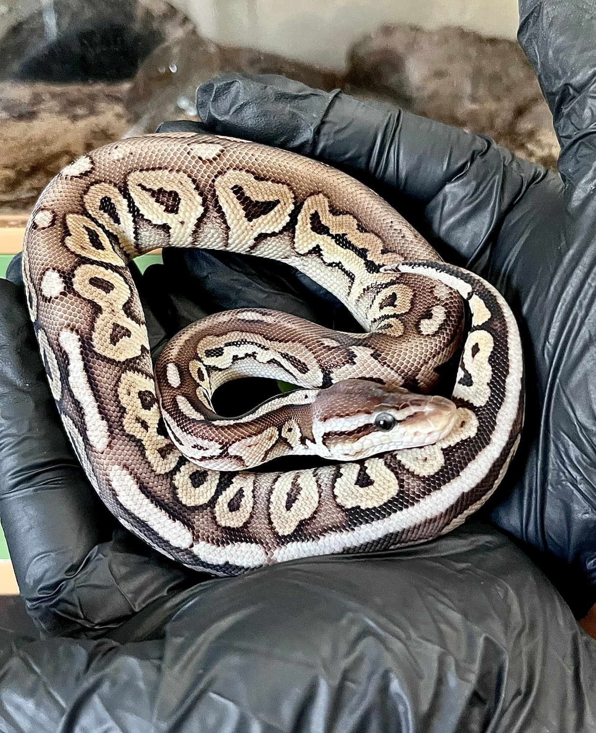 Pewter [Name:Gandalf] Ball Python by Reptile Familiars - MorphMarket