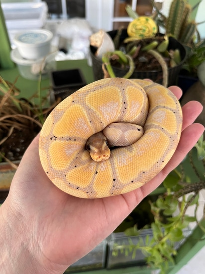 Banana Yellow Belly [Name:Weasley] Ball Python by Reptile Familiars