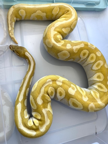 NOCO LINE Special Mojave (Crystal) 66% Hypo Female Breeder! Ball Python by Reptile Familiars