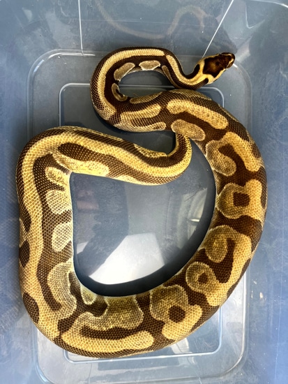 Leopard OD Enchi “Tarzan🦍” Ball Python by Reptile Familiars