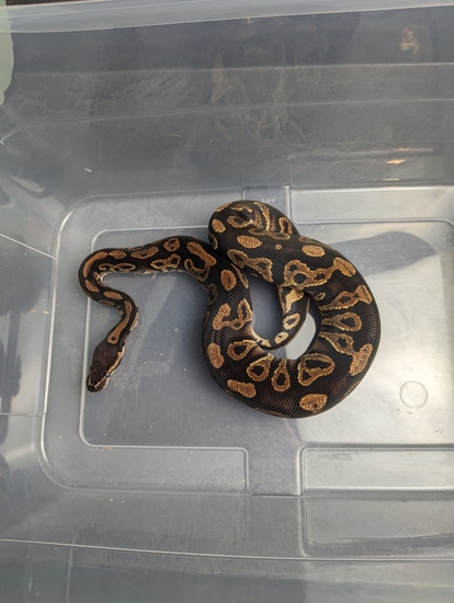 Obsidian/Obi Ball Python by Reptile Familiars