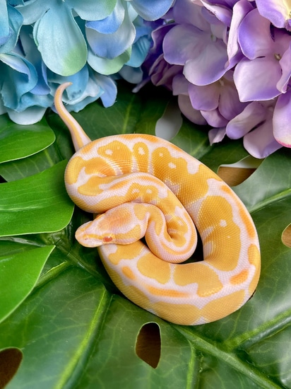 🔥High Contrast Albino “Cheeto!”🔥 Ball Python by Reptile Familiars