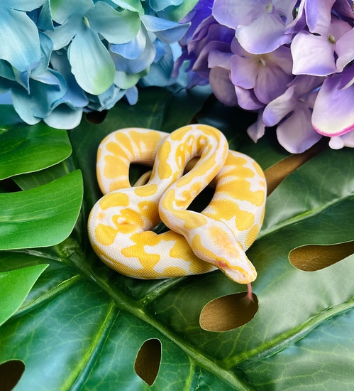 High Contrast Albino “Daisy🌼” Ball Python by Reptile Familiars
