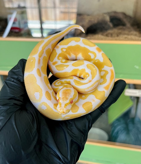 🔥High Contrast Albino Ball Python by Reptile Familiars