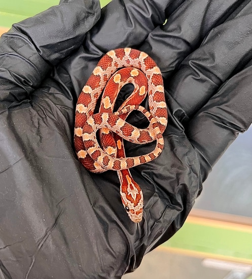 Normal Het Lavender “Spaghetti” 🍝 Corn Snake by Reptile Familiars