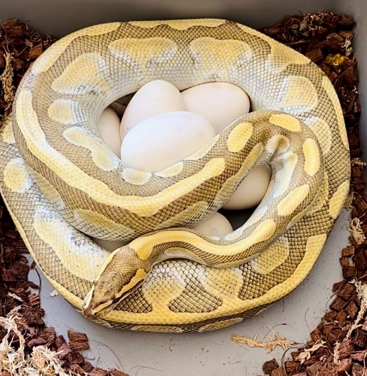 10+ Egger Enchi Lesser NO RESERVE Ball Python by Reptile Familiars