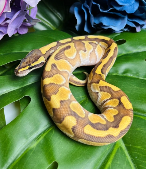 Enchi Lesser Pos Fire “Penelope” Ball Python by Reptile Familiars