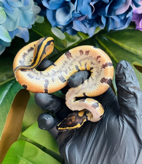 100% Het Albino 66% Het Piebald “Mars” Ball Python by Reptile Familiars