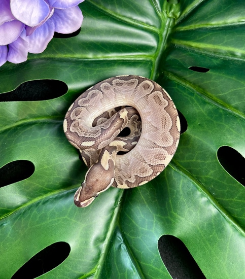 Bamboo Black Pastel “Poe” Ball Python by Reptile Familiars
