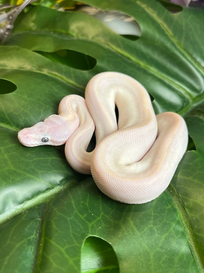 Super Mojave Phantom Het Hypo Ball Python by Reptile Familiars