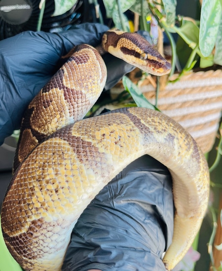 (Proven Breeder) Enchi Het Clown Ball Python by Reptile Familiars