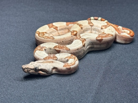 Hypo Het Vpi Pos Pink Panther. Boa Constrictor by Reptile Ridge, LLC