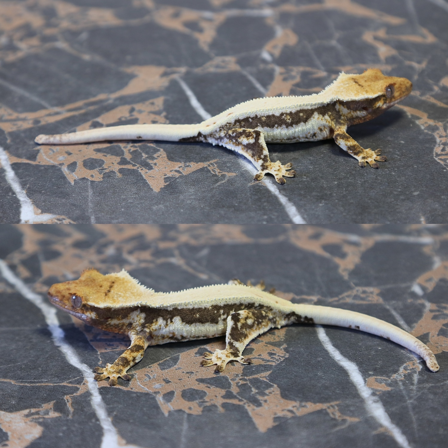 Lilly White Crested Gecko by Reptile Royalty - MorphMarket