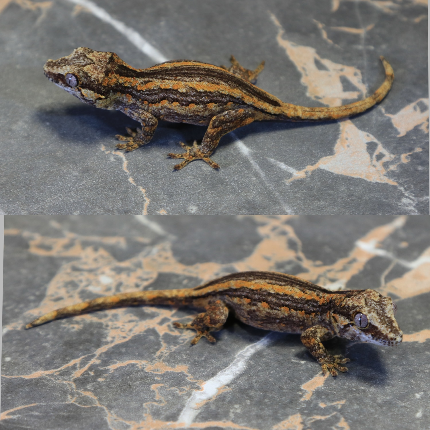 Orange Stripe Gargoyle Gecko by Reptile Royalty - MorphMarket