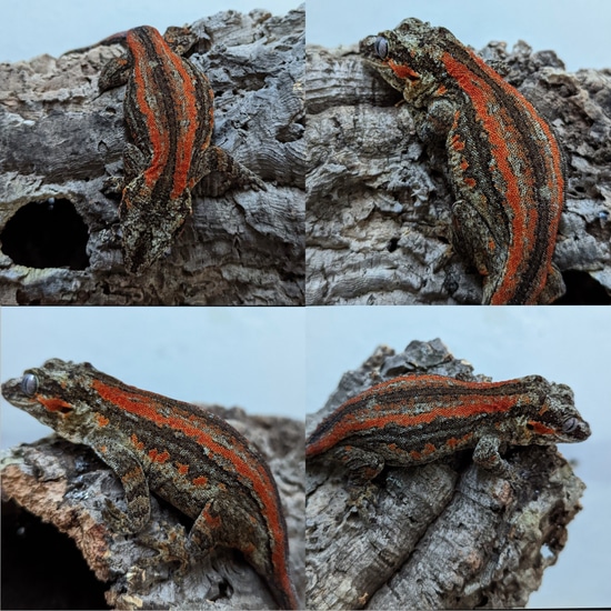 Red Stripe Gargoyle Gecko by Reptile Royalty