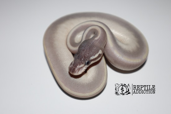 Mystic Potion Ball Python by Reptile Addiction