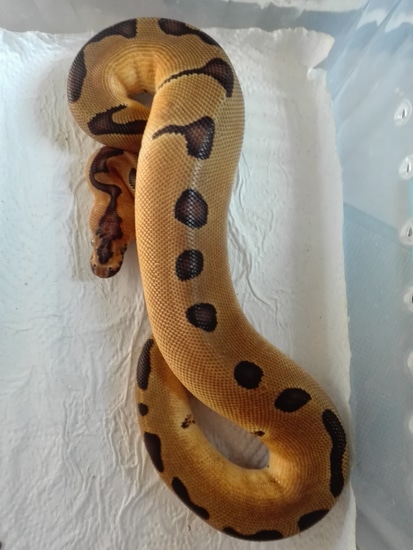 Enchi Clown Possible Super Blade Ball Python by Reptile Addicts SA