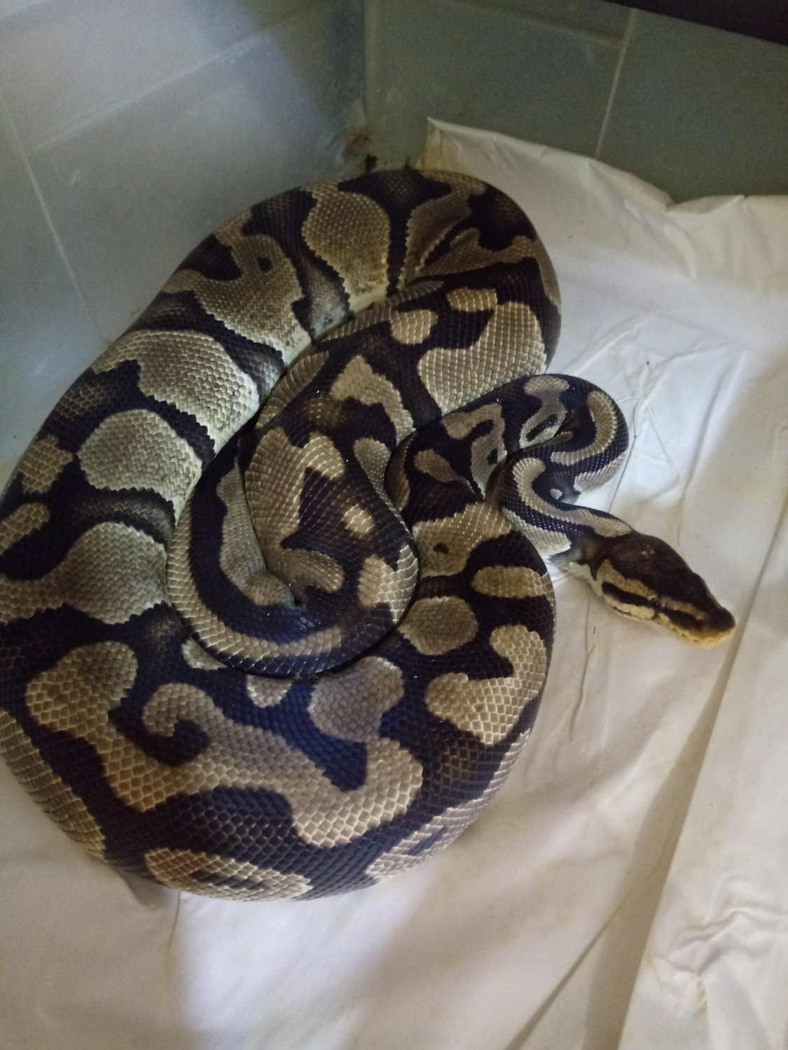 Proven Breeder Pastel 100% Het Pied Ball Python by Reptile Addicts SA ...