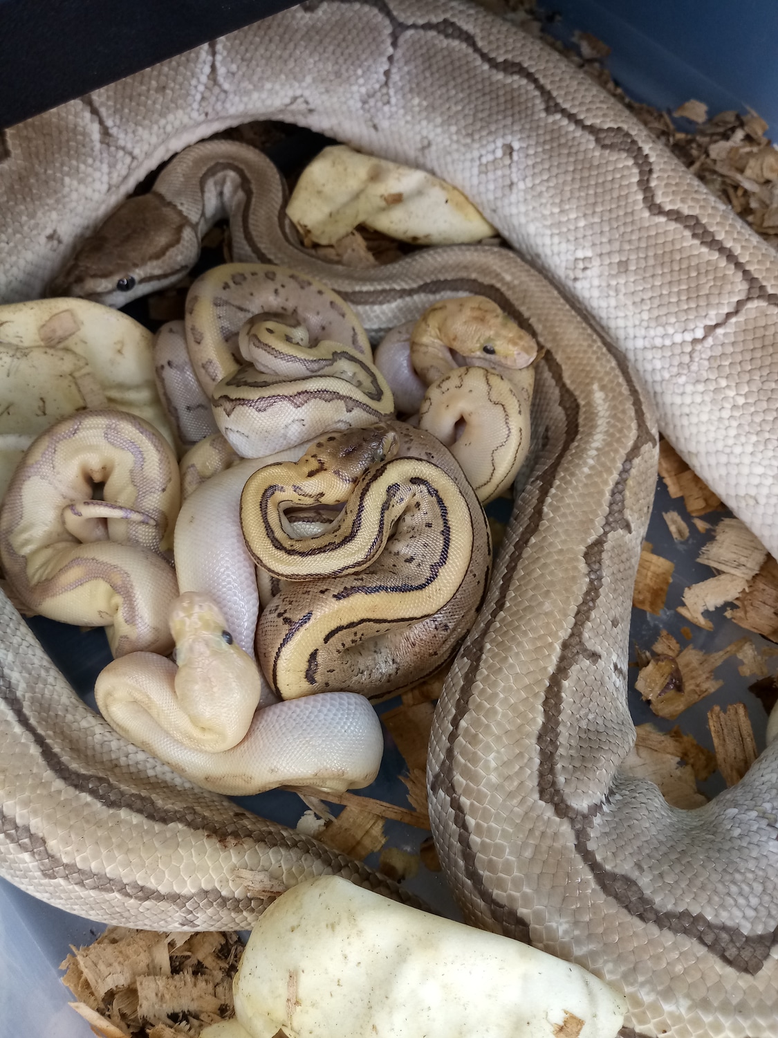 Proven Breeder Lesser Pinstripe 100% Het Clown Ball Python by Reptile ...