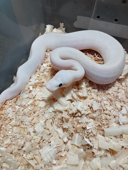 Coral Glow Champagne Possible Super Pastel Possible Het Clownl Ball ...