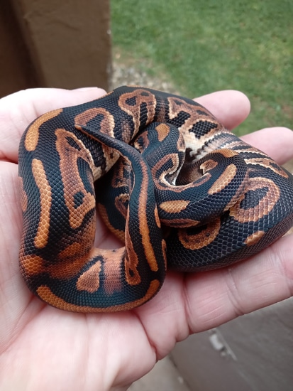 Satin Black Pastel 100% Het Pied Ringer Ball Python by Reptile Addicts SA